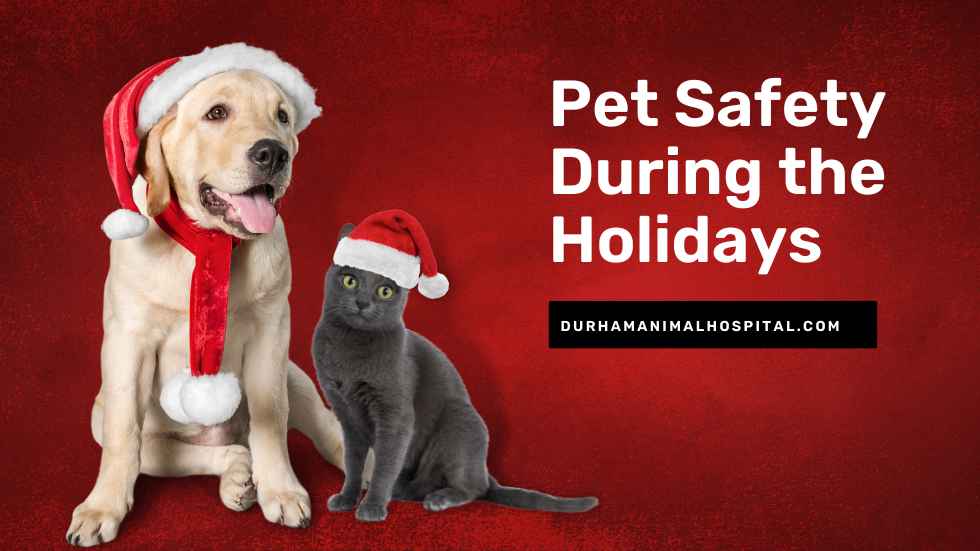 Pet Safety During The Holidays Durham Animal Hospital Pet Safety During The Holidays Durham Animal Hospital