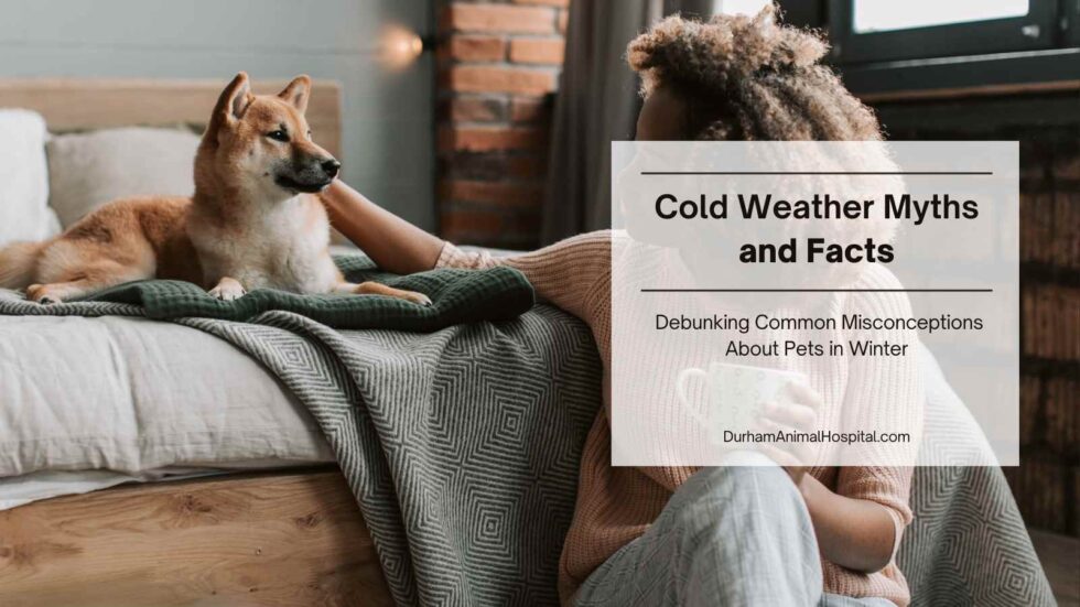 Debunking Common Misconceptions About Pets in Winter Durham Animal Hospital